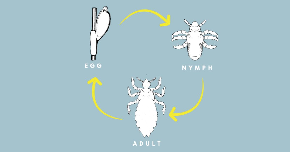 What To Know About the Life Cycle of Head Lice